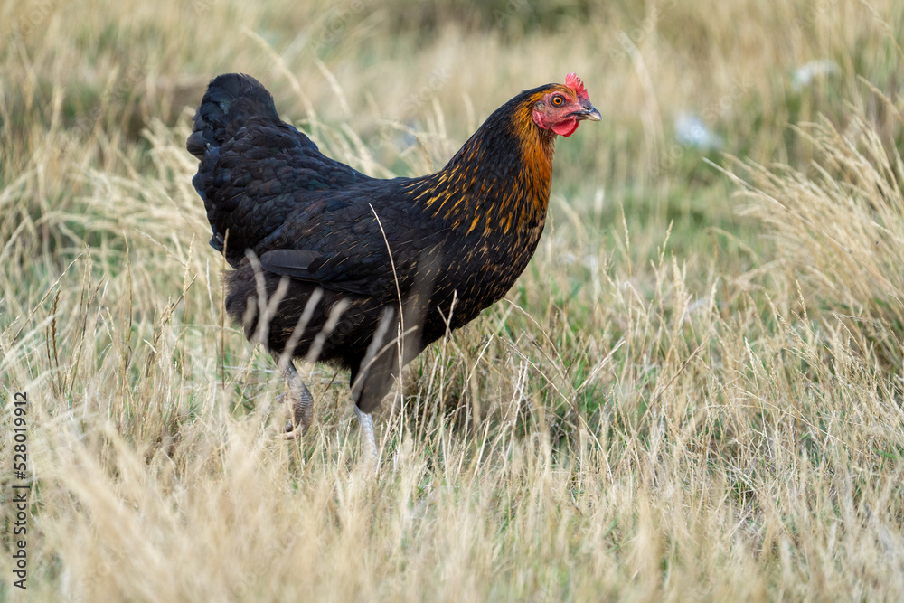 black harco free range hen chicken. Chicken in the grass. The harco ...