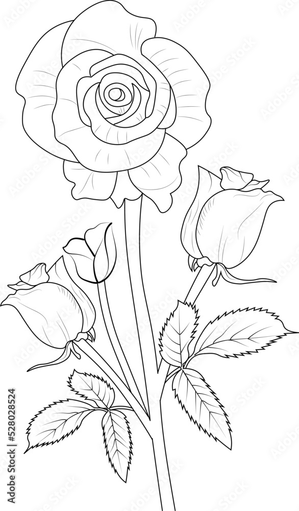 rose outline sketch hand drawn pencil art vector illustration botanical ...