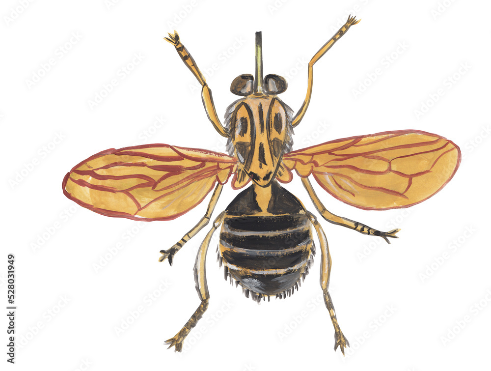 Tsetse fly gouache illustration Hand painted png clipart with ...