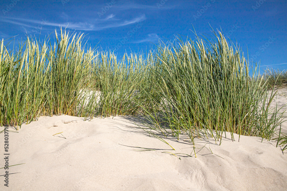Strandhafer am Strand von St. Peter Ording Stock Photo | Adobe Stock