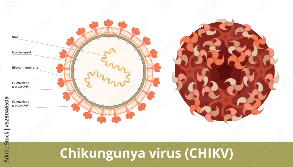 Chikungunya virus (CHIKV). An RNA virus, a member of the family ...