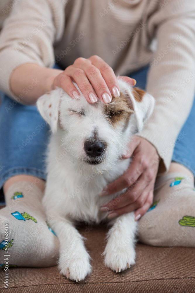 Female hands on the head of a white dog, a dog with closed eyes ...
