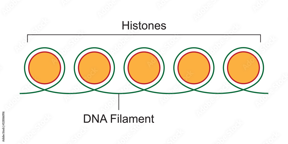 Scientific Designing of Chromatin Structure. The DNA Filament and ...