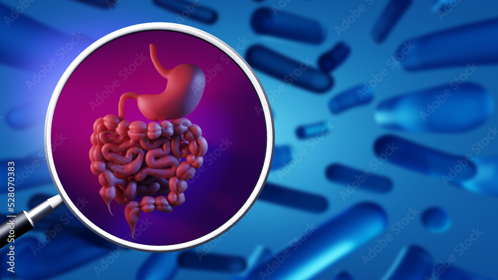 Human digestive system. Microflora of intestinal tract. Stomach and ...