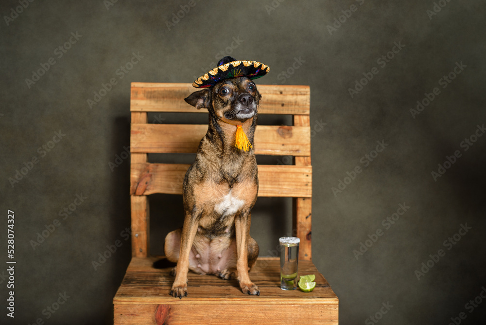 Dog seated wearing Mexican charro hat. Portrait of mascot celebrating ...