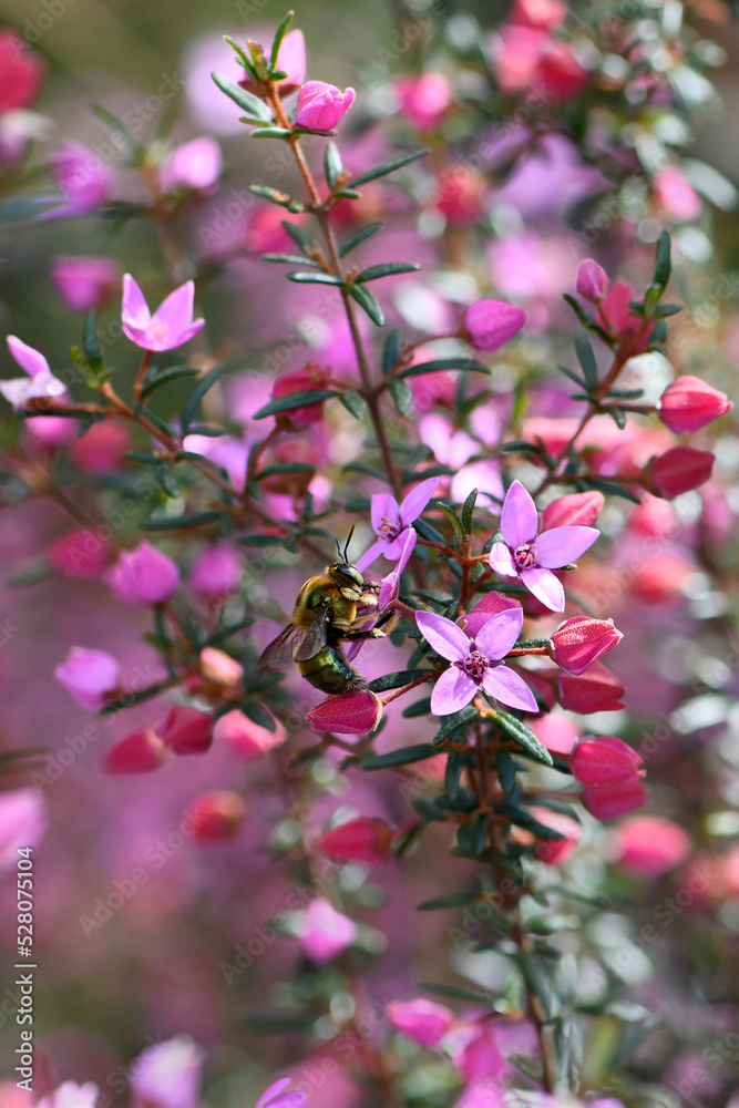 Australian Male Golden Green Carpenter Bee, Xylocopa aerata, feeding on ...
