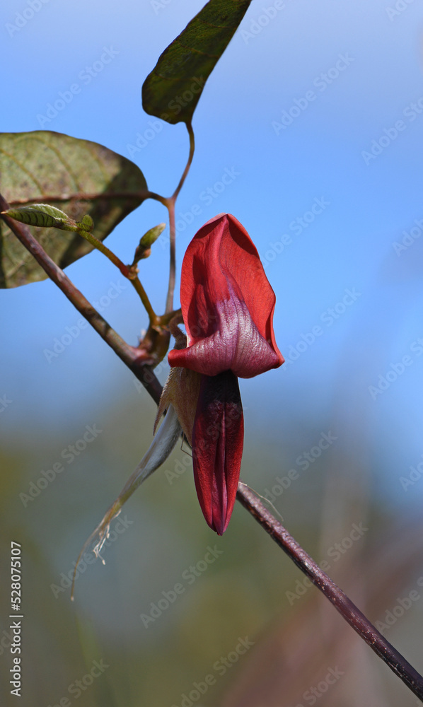 Red flower of the Australian native Dusky Coral Pea, Kennedia rubicunda ...