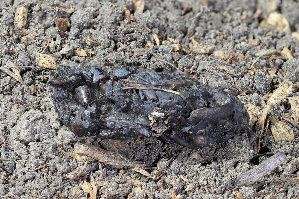 Example of scat of a common garden toad showing insect remains. Taken ...