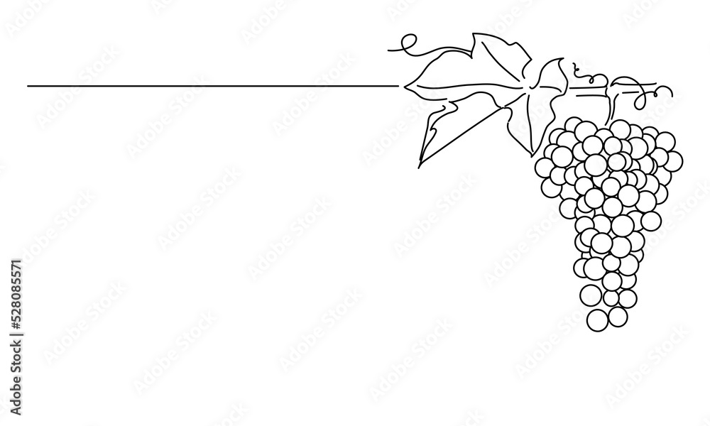 Bunches of grapes. Vine. Vector line drawing on white or transparent ...