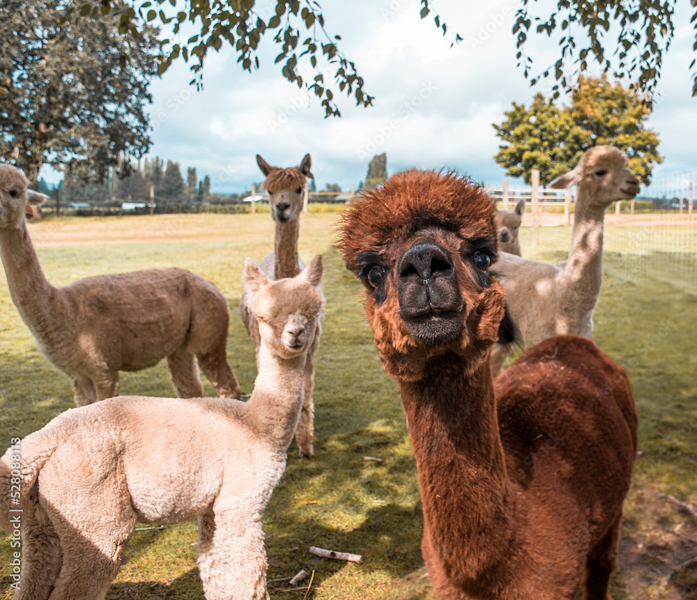 alpacas on a farm Stock Photo | Adobe Stock