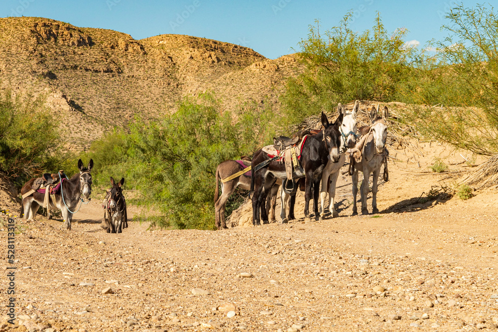 Six donkeys waiting patiently along a dusty path to transport visitors ...