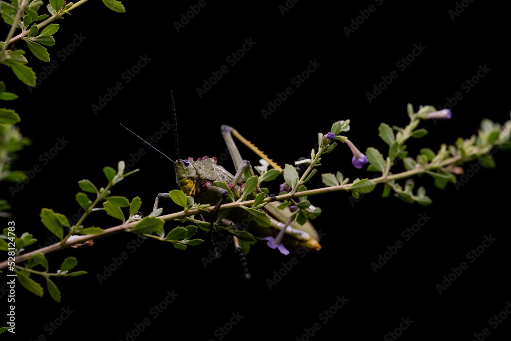 Motivational Hang in there, South African Milkweed Locust Grasshopper ...