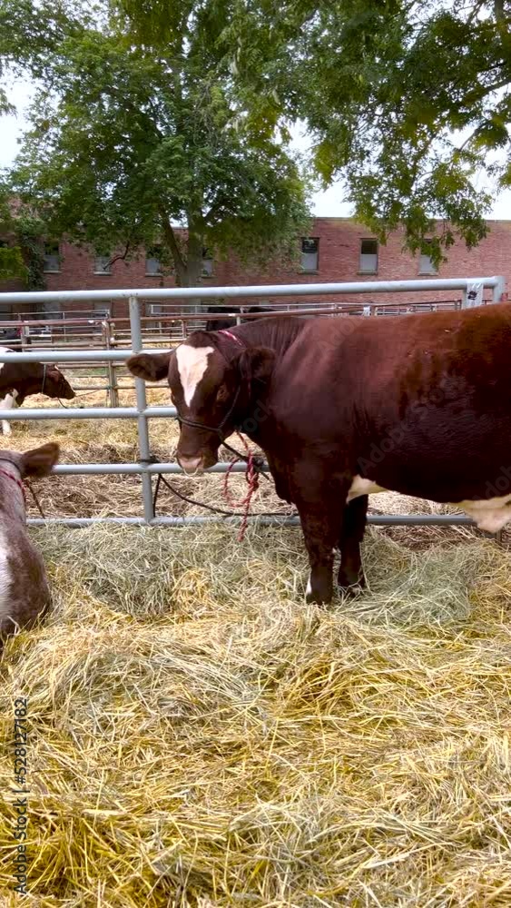 Outdoor rural scene of two cows wearing harnesses. The Hereford cattle ...