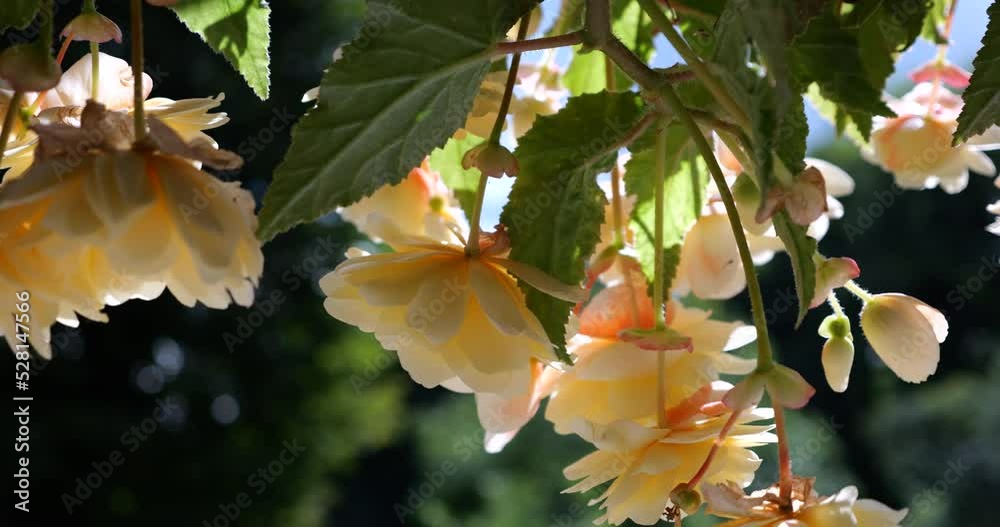 Summer garden cascading trailing begonias with double flowers in pots ...