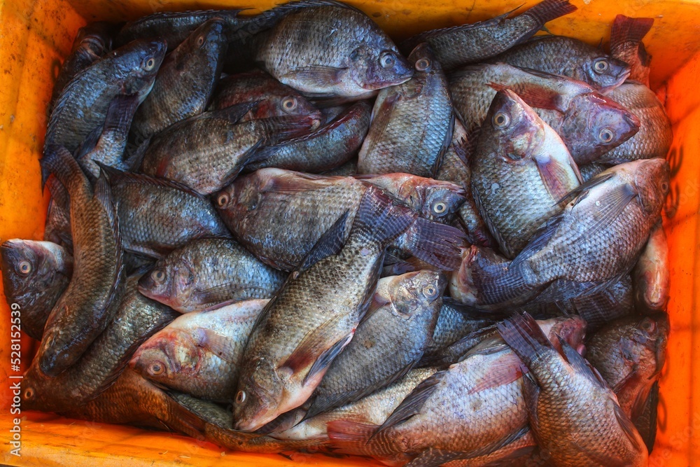 pile of large tilapia fish in Indian fish store for sale HD Stock Photo ...