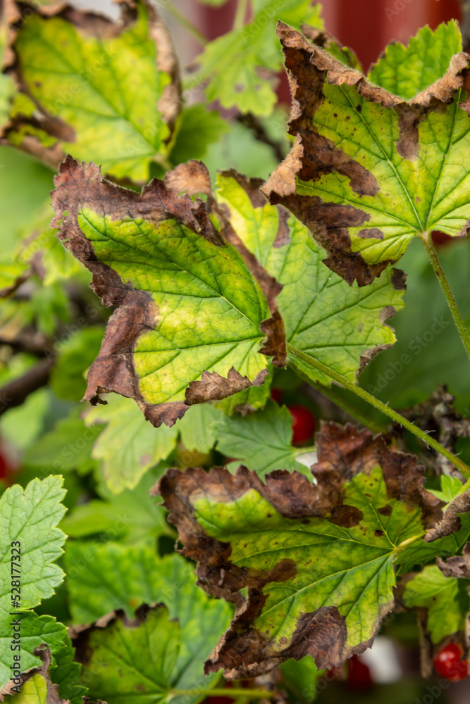 Gallic aphid on the leaves of red currant. The pest damages the currant ...