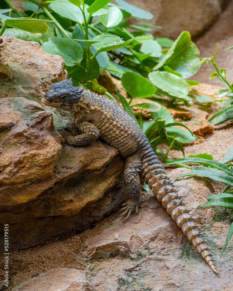 Giant Girdled Lizard, Cordylus giganteus, South Africa.. Stock Photo ...