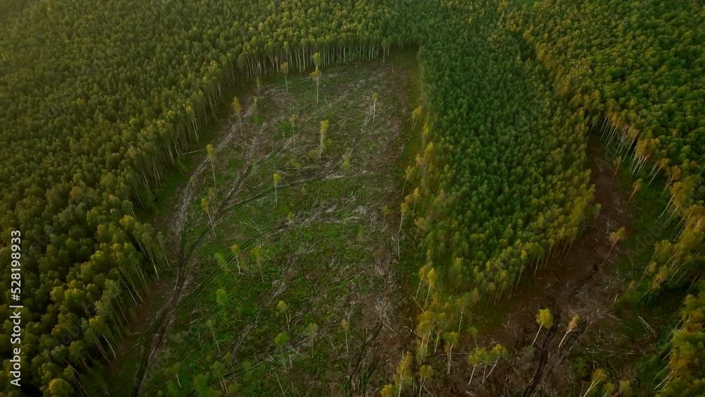 Forest destruction and felling of trees, drone view. Deforestation ...
