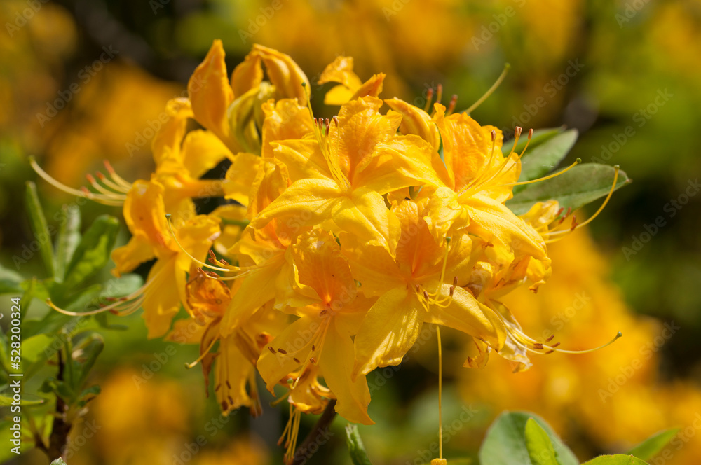 Rhododendron luteum, the yellow azalea or honeysuckle azalea, is a ...