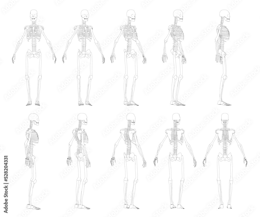 Set with contours of a human skeleton from black lines isolated on a ...