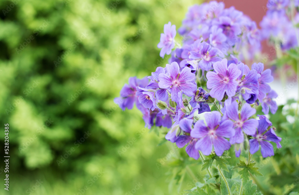 Geranium magnificum, purple cranesbill, is species of plant in genus ...
