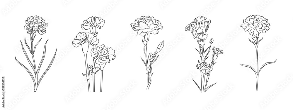 Set of carnation line art drawings. January birth month flower. Hand ...