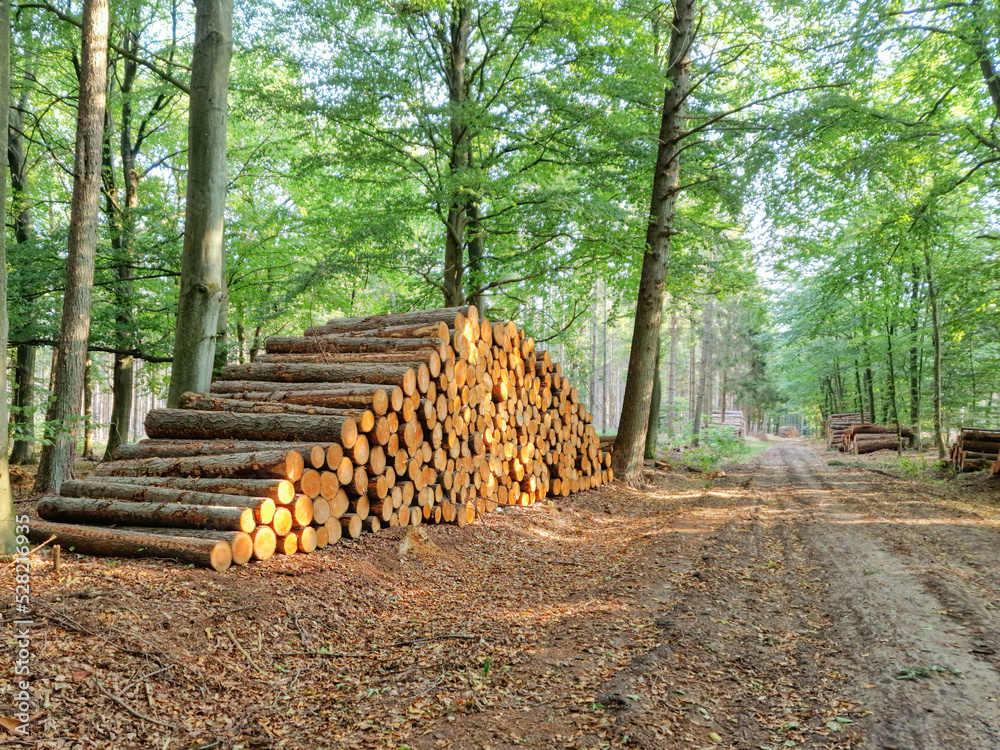 Forest landscape with stacked coniferous tree trunks from sustainably ...