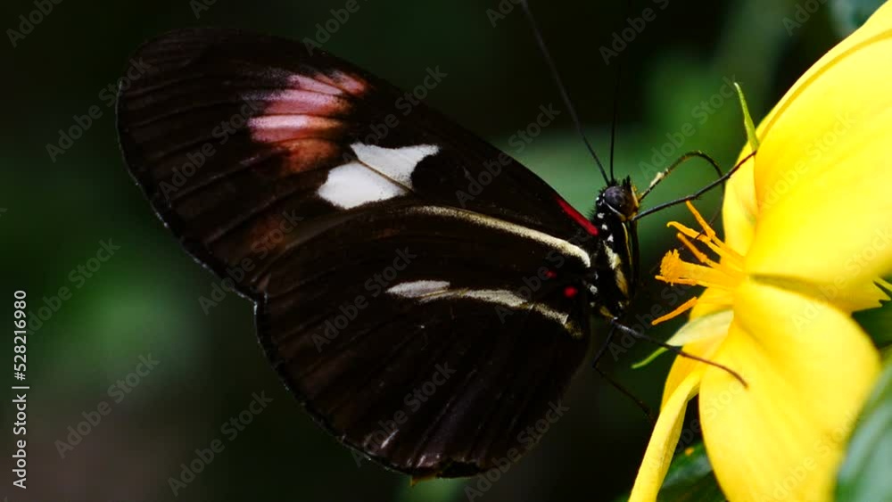 Detalle de una mariposa desenrollando su lengua para succionar los ...