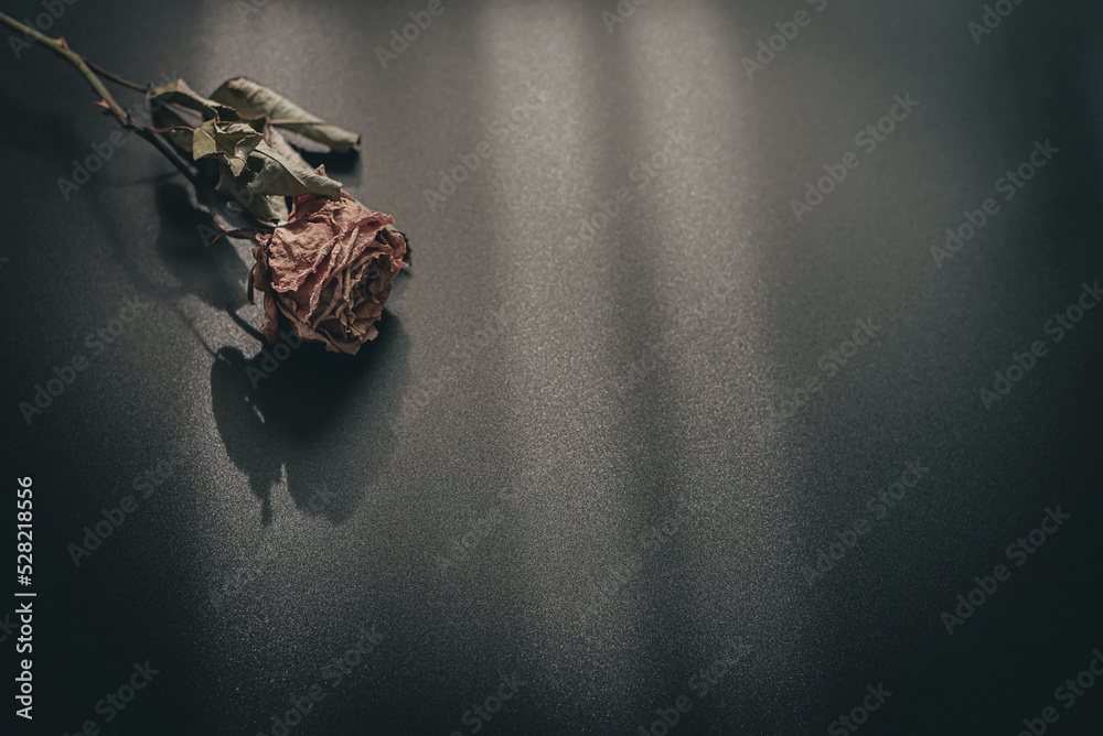 Withered pink roses on black background, melancholy concept despair in ...