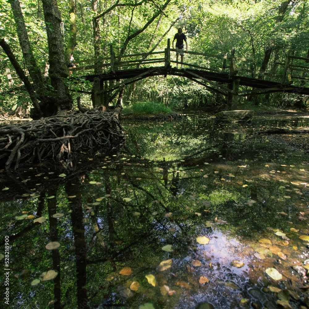 pont de bois ancien sur une rivière en sous bois dans la forêt de chaux ...