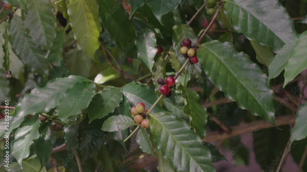 Ripe Red coffee bean berry plant fresh seed coffee tree growth green ...