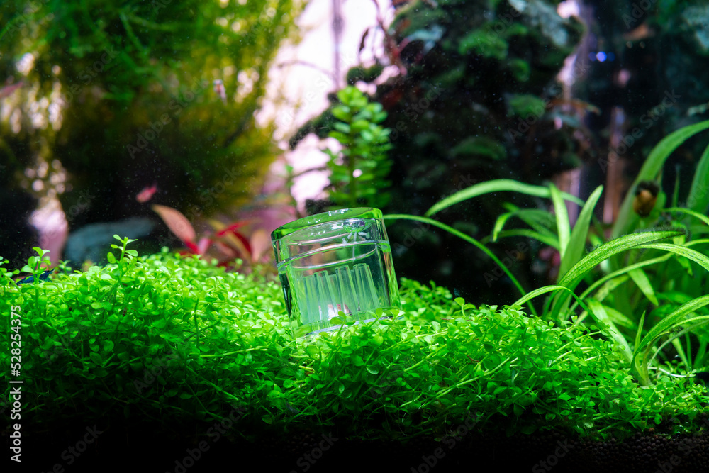 Trap for planaria in freshwater aquascape, flatworm infestation of a ...