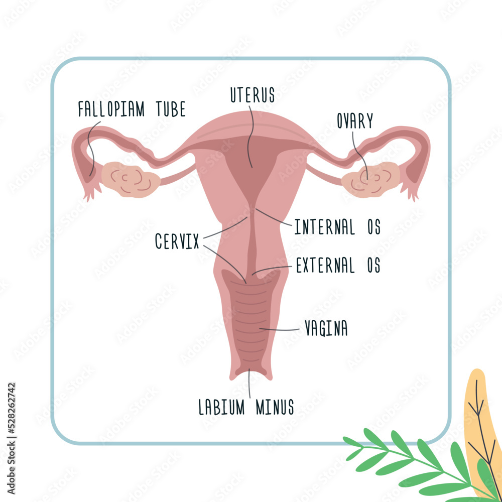Stockvector Structure Of Female Genital Organs Anatomy Of Vagina Uterus Ovaries Sex