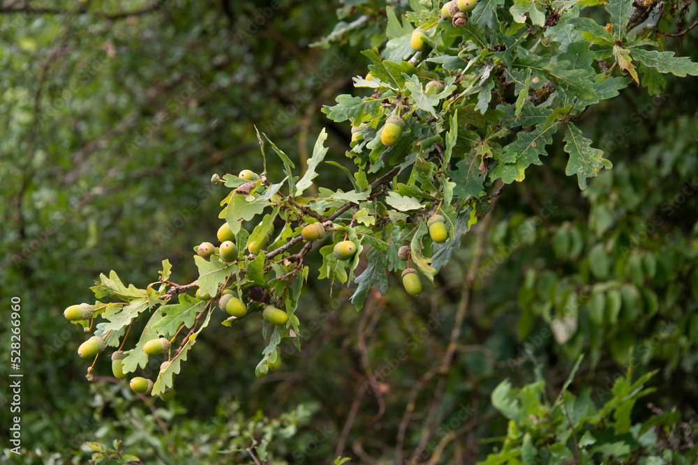 Gland, Chêne pédonculé, Quercus robur Stock Photo | Adobe Stock