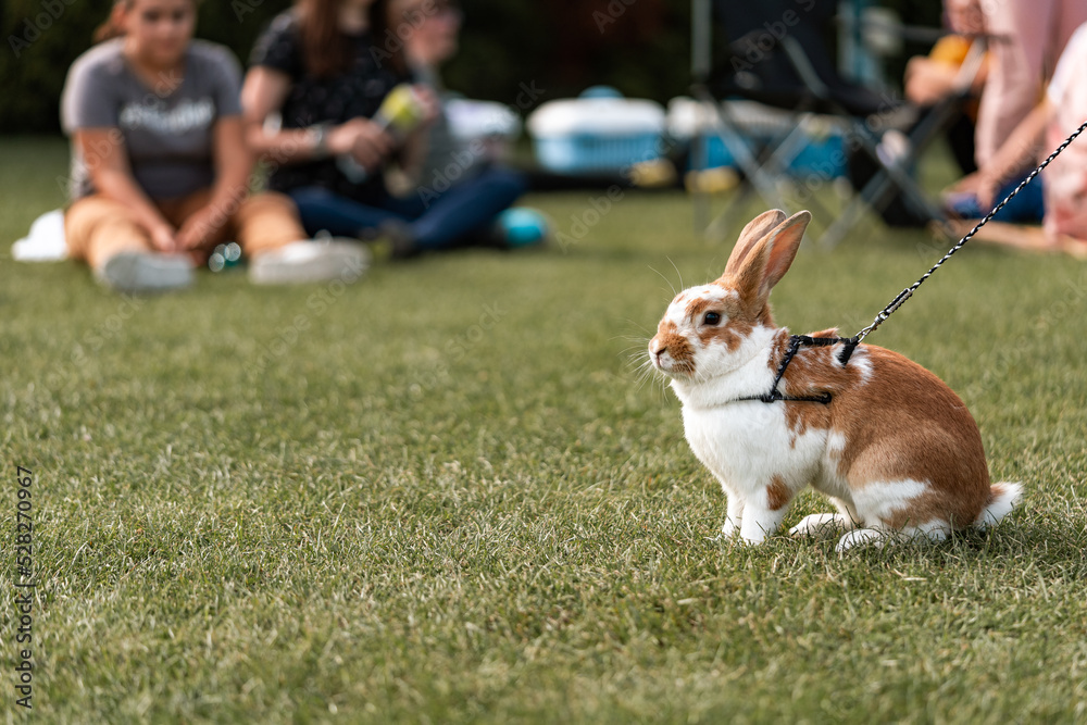 adorable white-beige rabbit bunny on leash after competition race ...