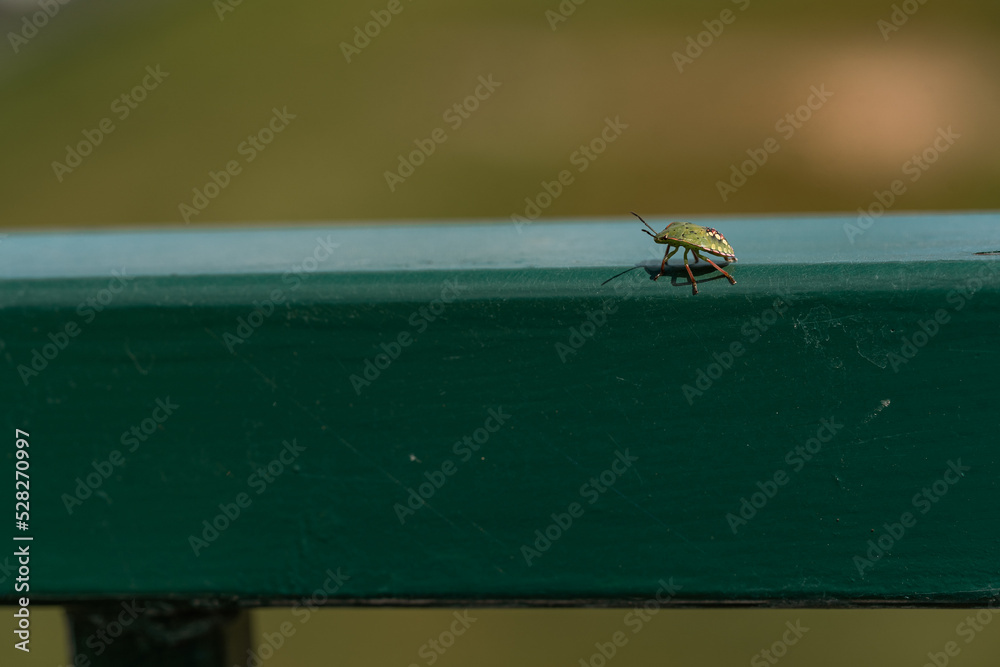 Fifth instar nymph of the southern green stink bug (Nezara viridula ...