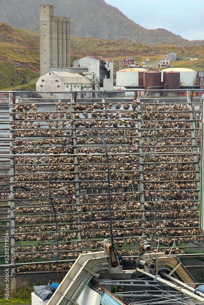 Stockfish in drying. Unsalted fish, especially cod, dried by cold air ...