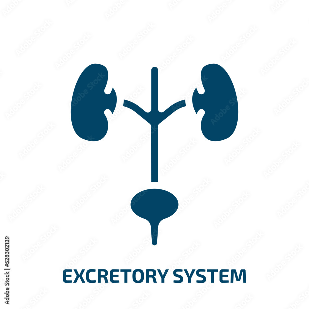 excretory system vector icon. excretory system, anatomy, organ filled ...