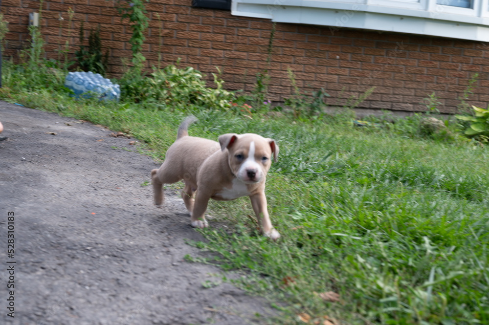 pit bull bullies playing in grass summer time Stock Photo | Adobe Stock