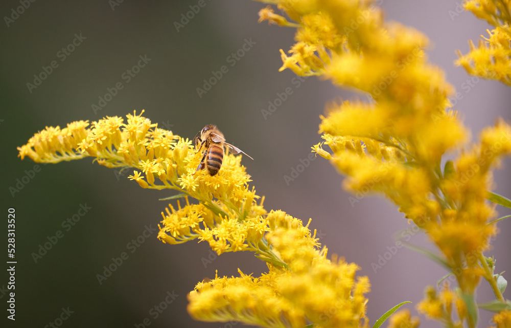 bee pollination goldenrod wild flower Stock Photo | Adobe Stock