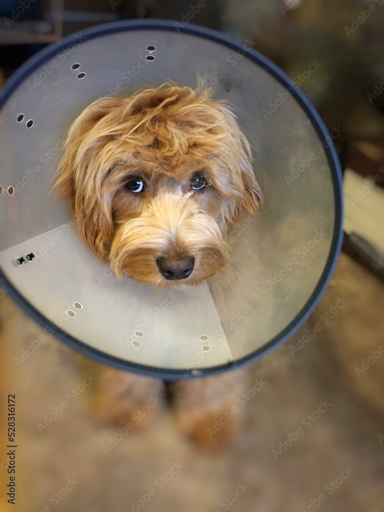 Cute bashful dog wearing the cone of shame Stock Photo | Adobe Stock