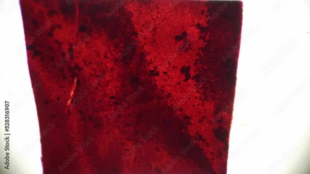 Macro static footage of red porphyra filmed under microscope 40x ...