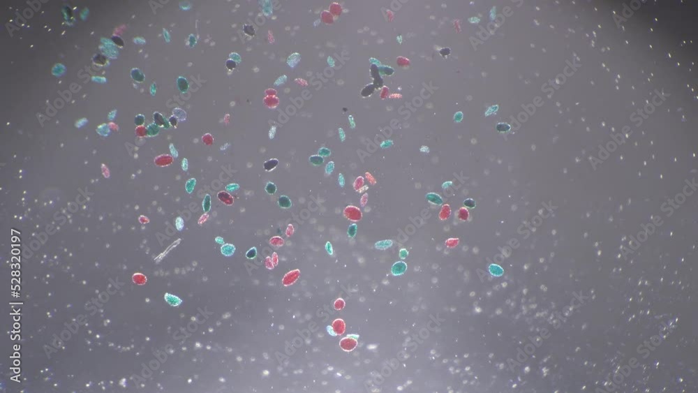 Whole mount pollen germination under 40 times microscope magnification ...