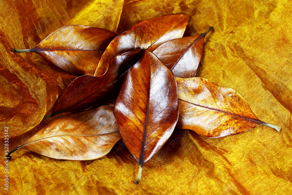 Foglie secche di magnolia con i colori dell'autunno Stock-Foto | Adobe ...