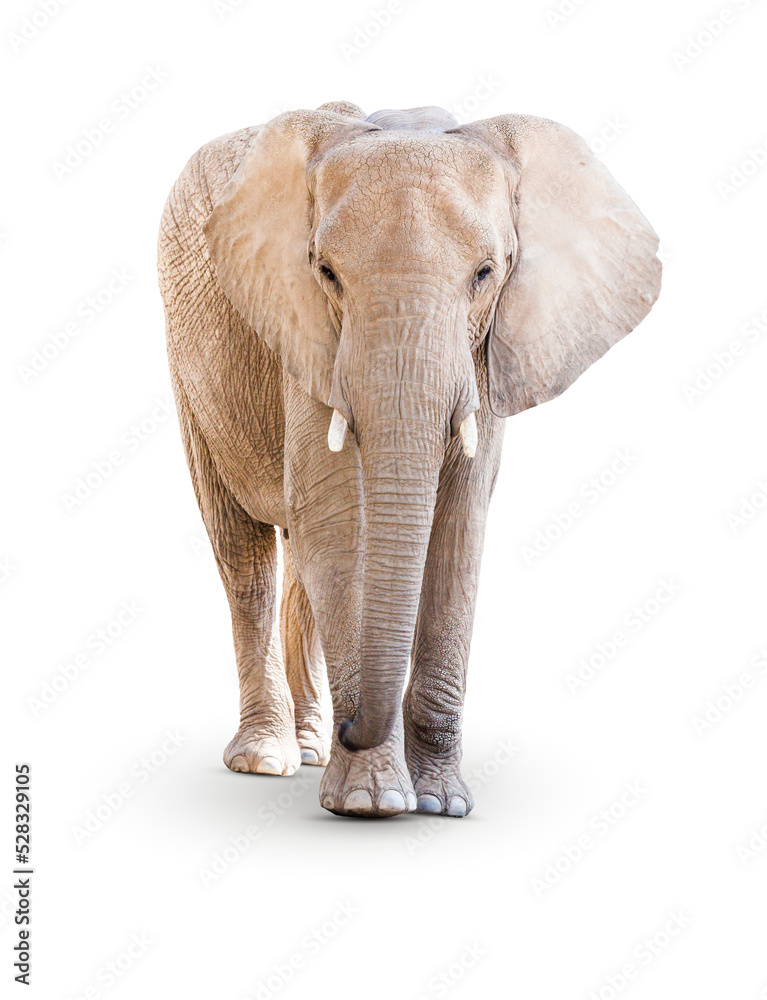 Transparent PNG of Single Large Elephant. Stock Photo | Adobe Stock