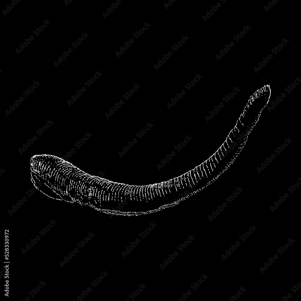 Leech hand drawing vector illustration isolated on black background ...