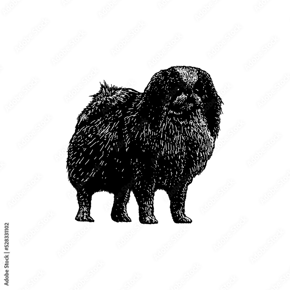Japanese Chin hand drawing vector illustration isolated on background ...