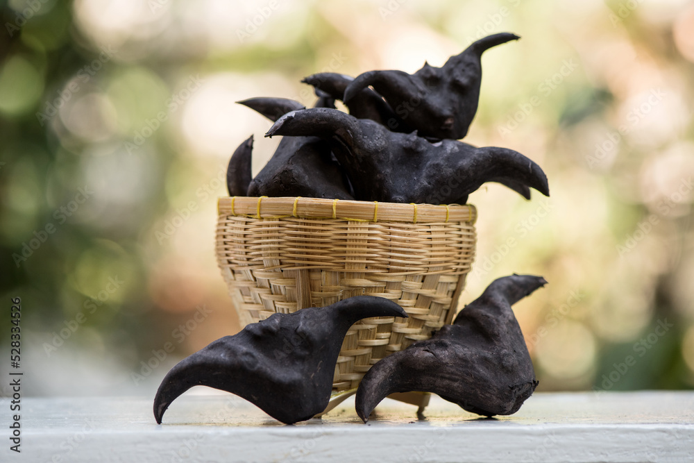 Water caltrop or Trapa bicornis fruits on nature background. Stock ...