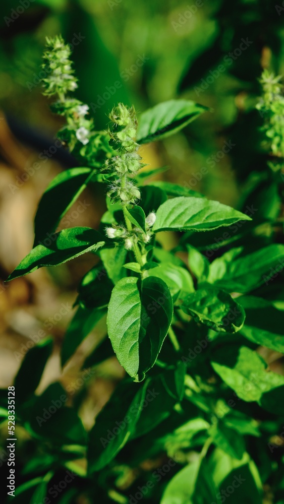 Lemon basil, hoary basil or Thai lemon basil is a hybrid between basil ...