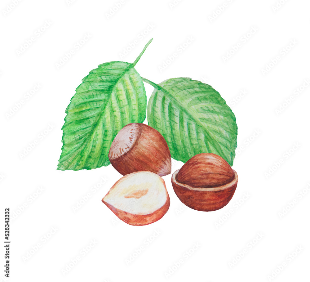 Realistic watercolor hazelnut illustrations. Hand drawn design elements ...